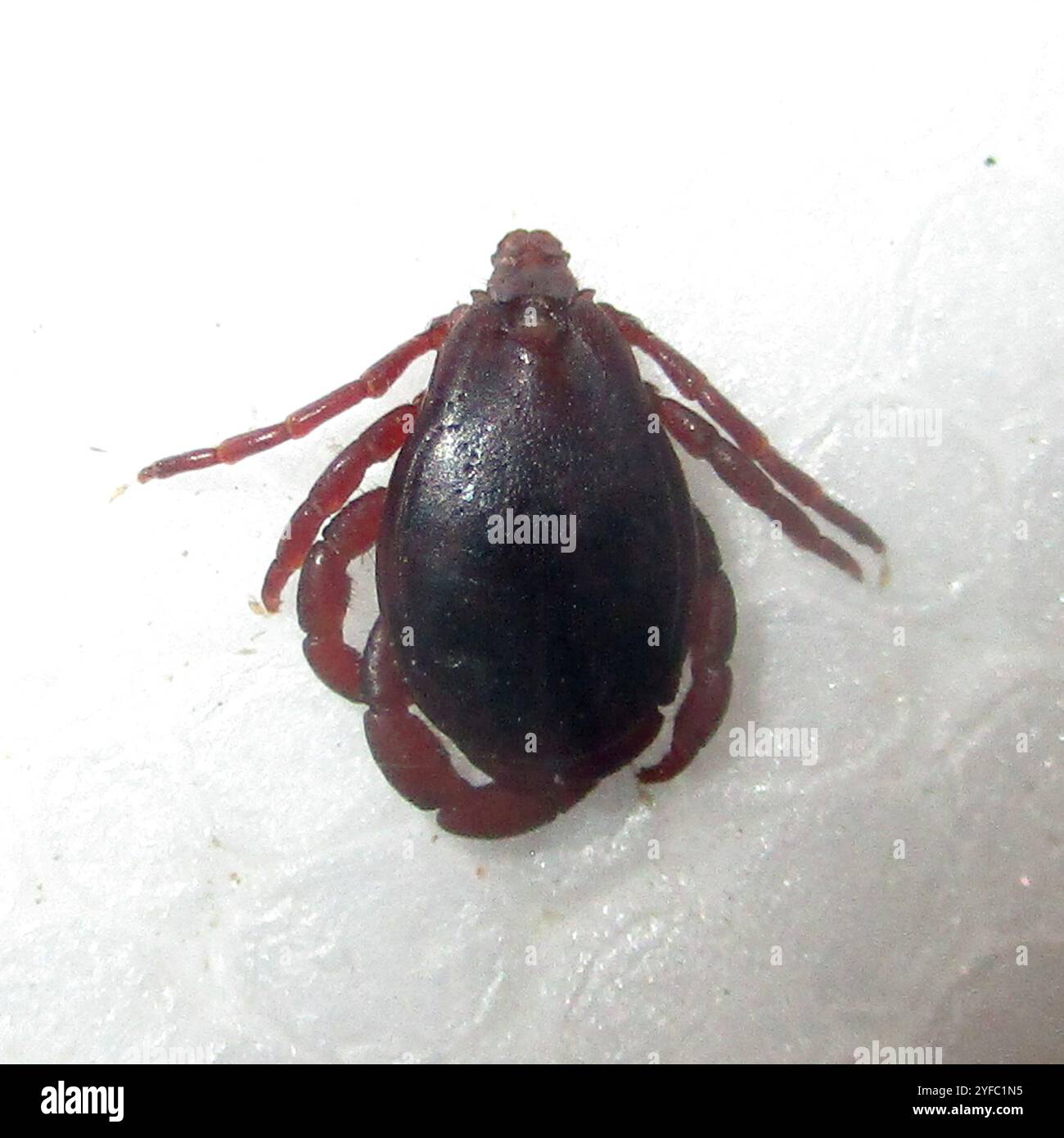 Rhipicephalus hi-res stock photography and images - Alamy
