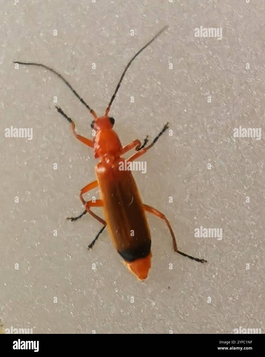 Common Red Soldier Beetle (Rhagonycha fulva Stock Photo - Alamy
