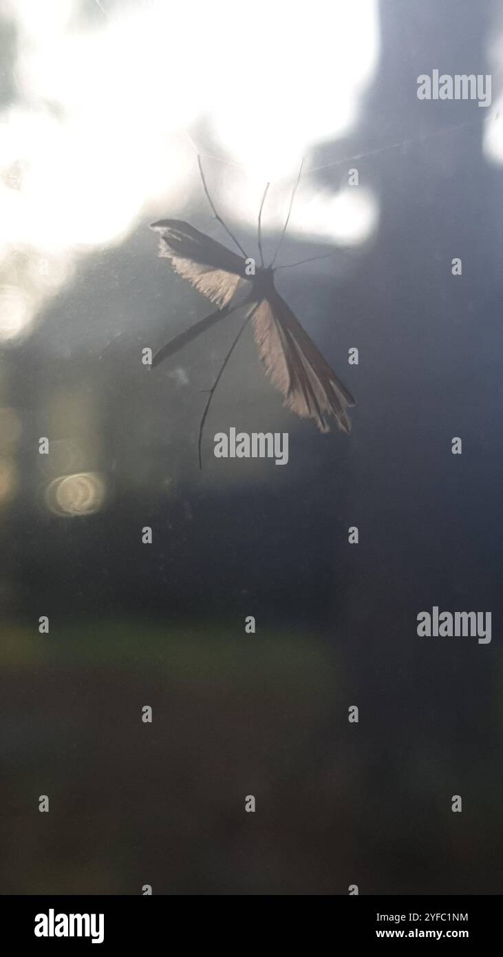 Morning-glory Plume Moth (Emmelina monodactyla Stock Photo - Alamy