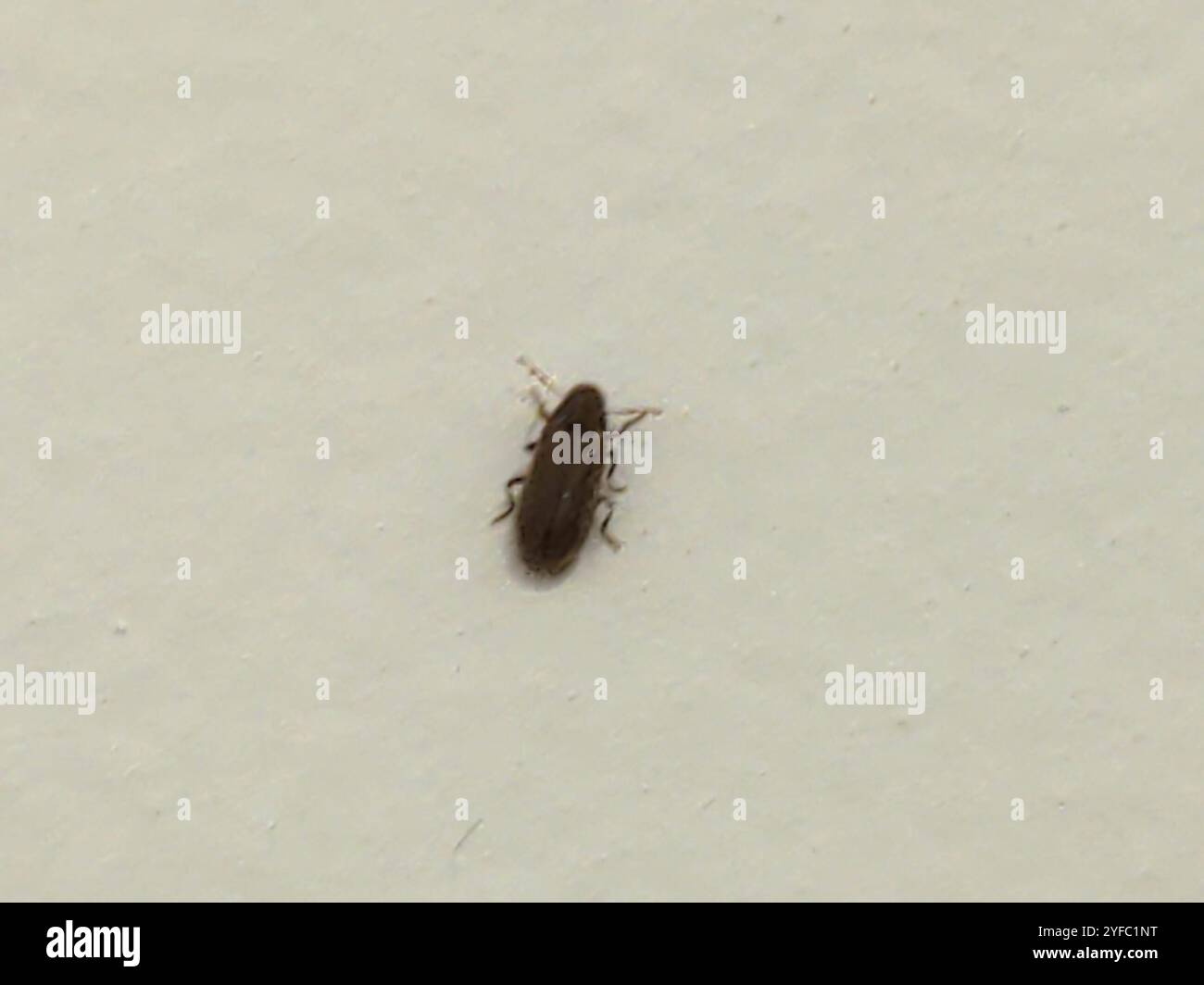 Deathwatch, Spider, and Wood-borer Beetles (Ptinidae Stock Photo - Alamy