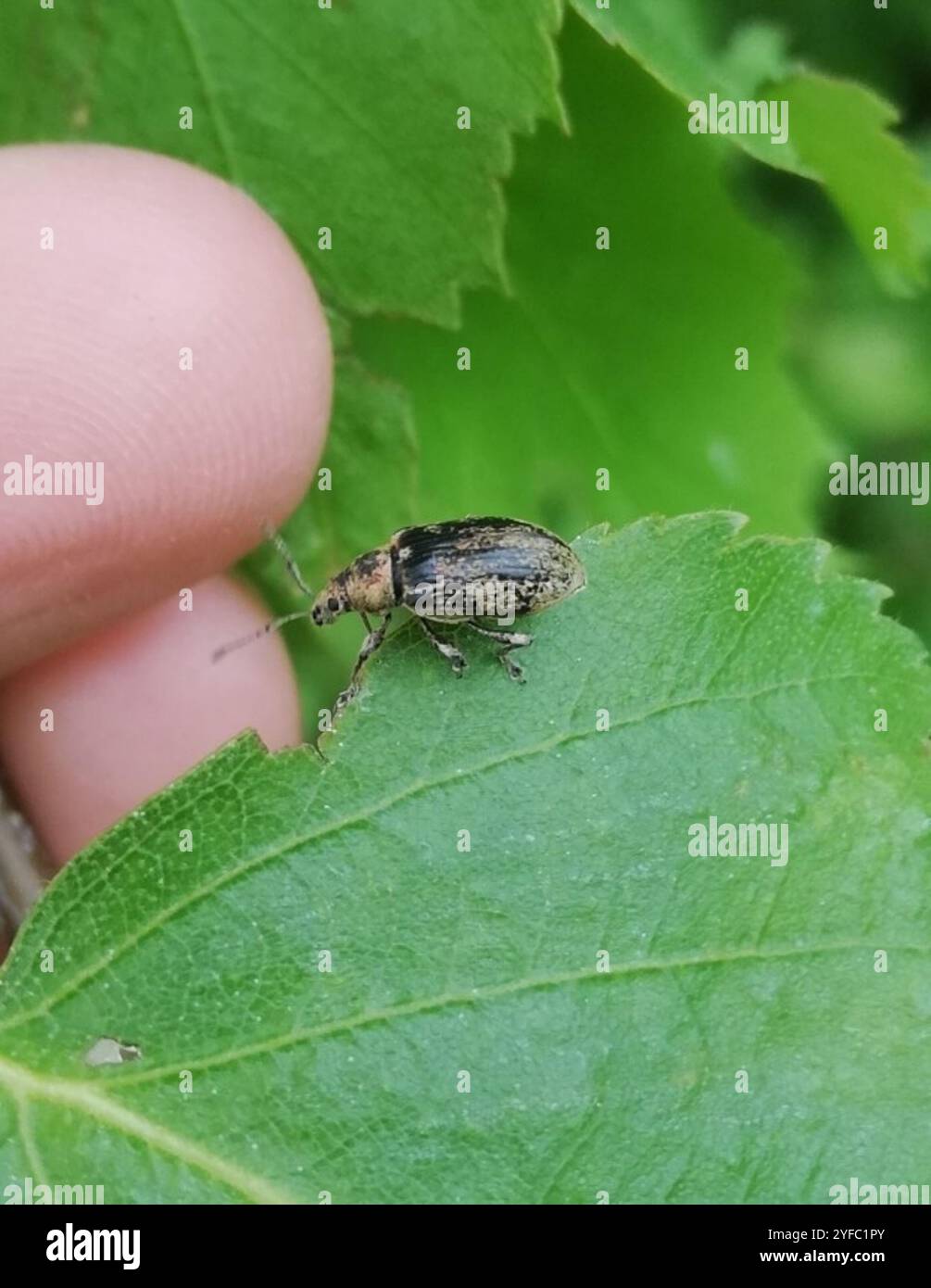 Common Leaf Weevil (Phyllobius pyri Stock Photo - Alamy