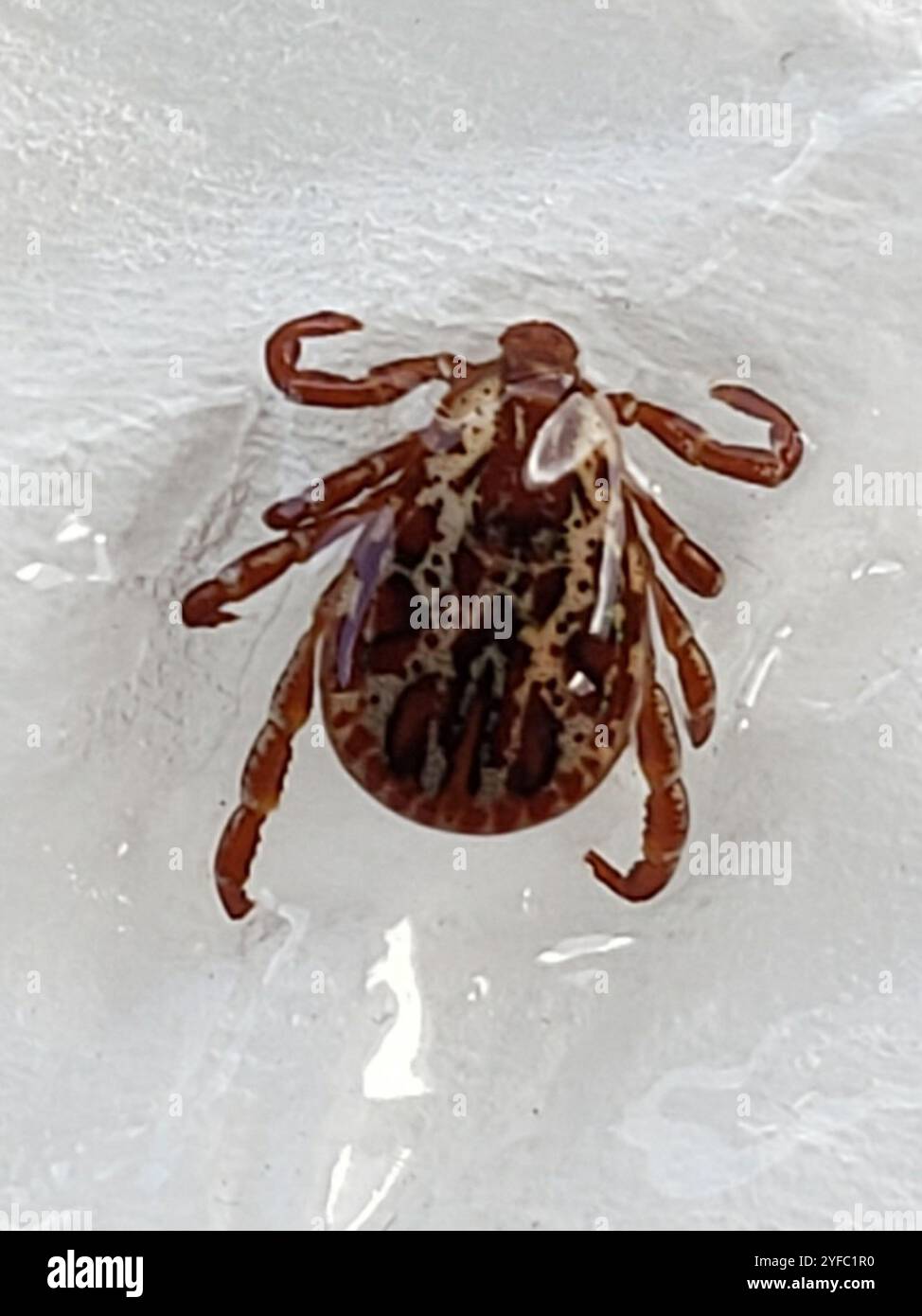 American Dog Tick (Dermacentor variabilis Stock Photo - Alamy