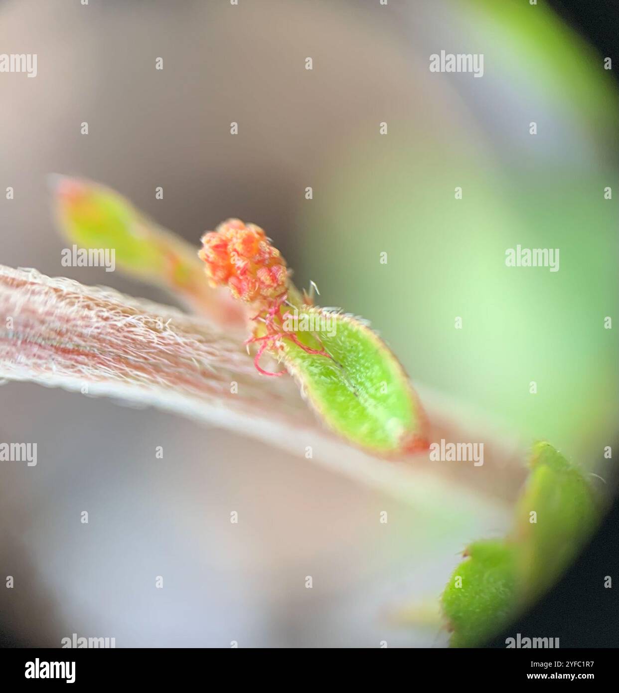 Slender Three-seeded Mercury (Acalypha gracilens Stock Photo - Alamy