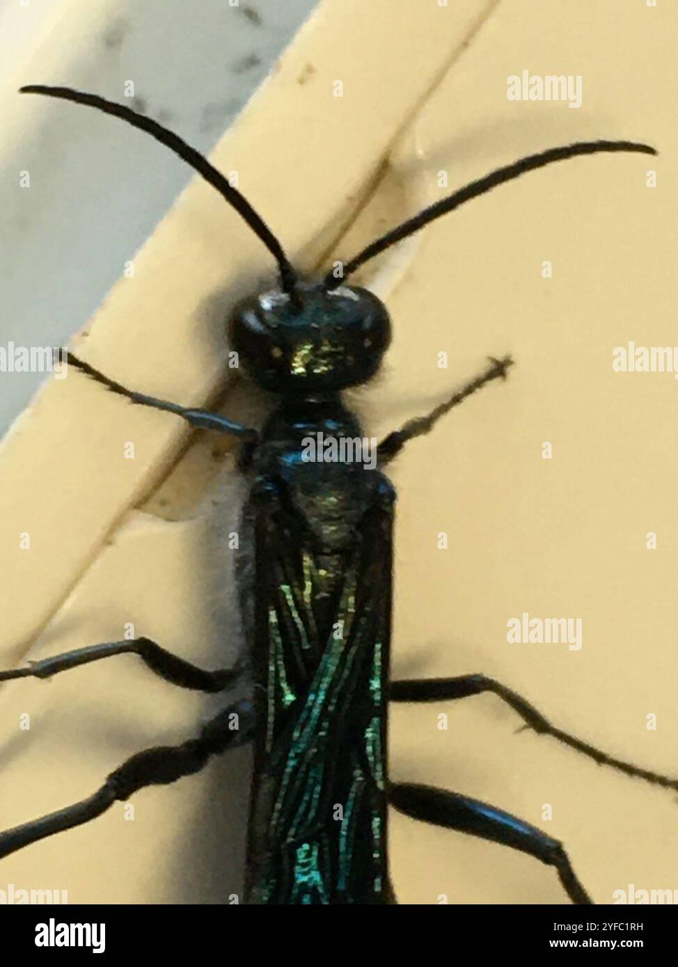 Nearctic Blue Mud-dauber Wasp (Chalybion californicum Stock Photo - Alamy