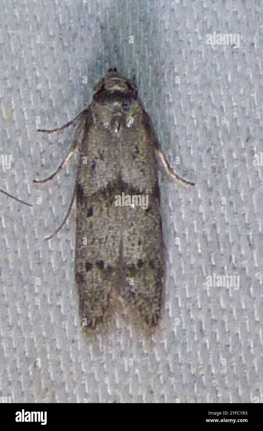 Acorn Moth (Blastobasis glandulella Stock Photo - Alamy