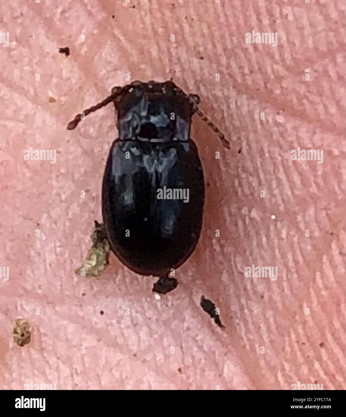 Morosa hi-res stock photography and images - Alamy