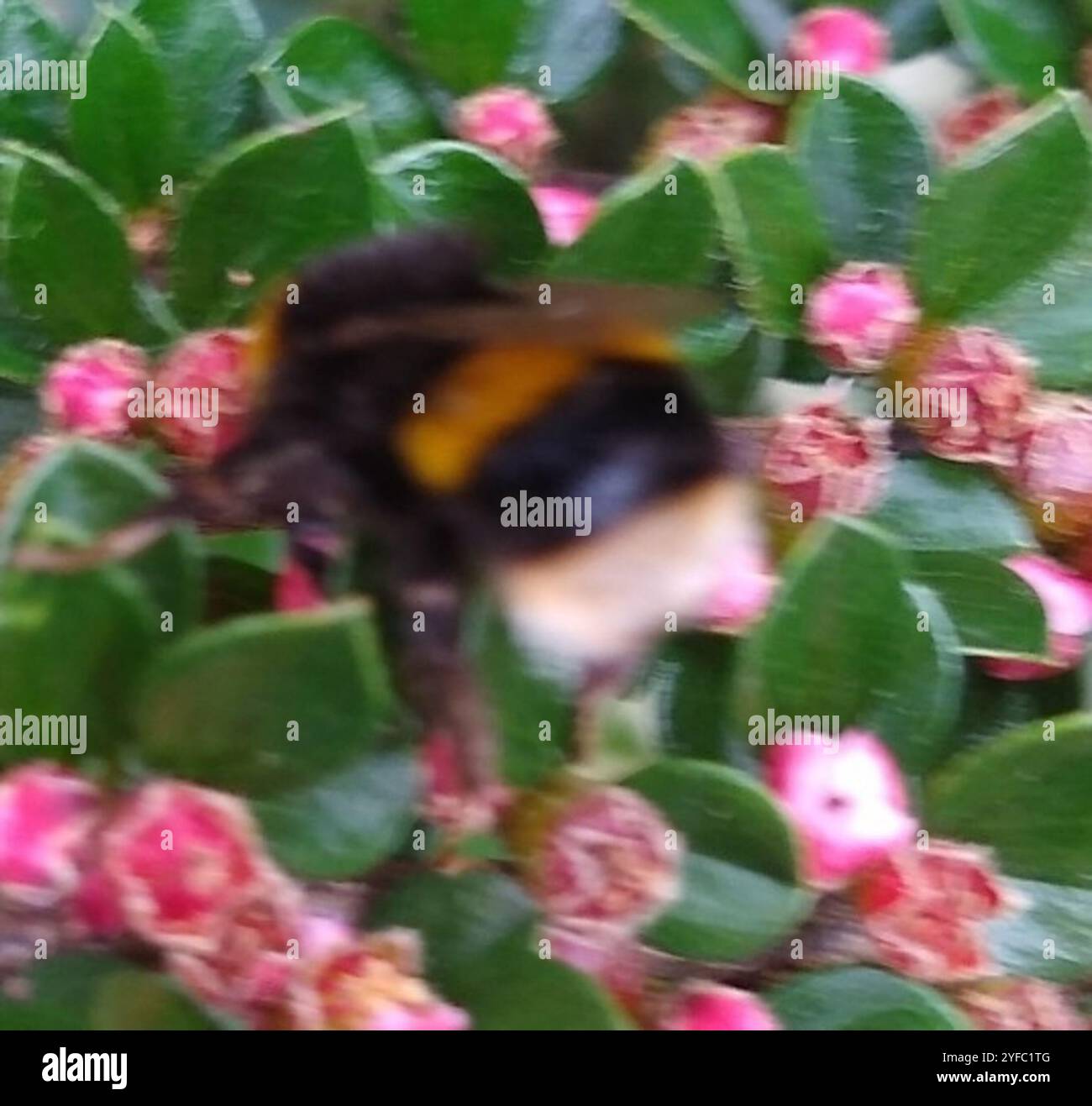 White-tailed Bumble Bee (Bombus lucorum Stock Photo - Alamy
