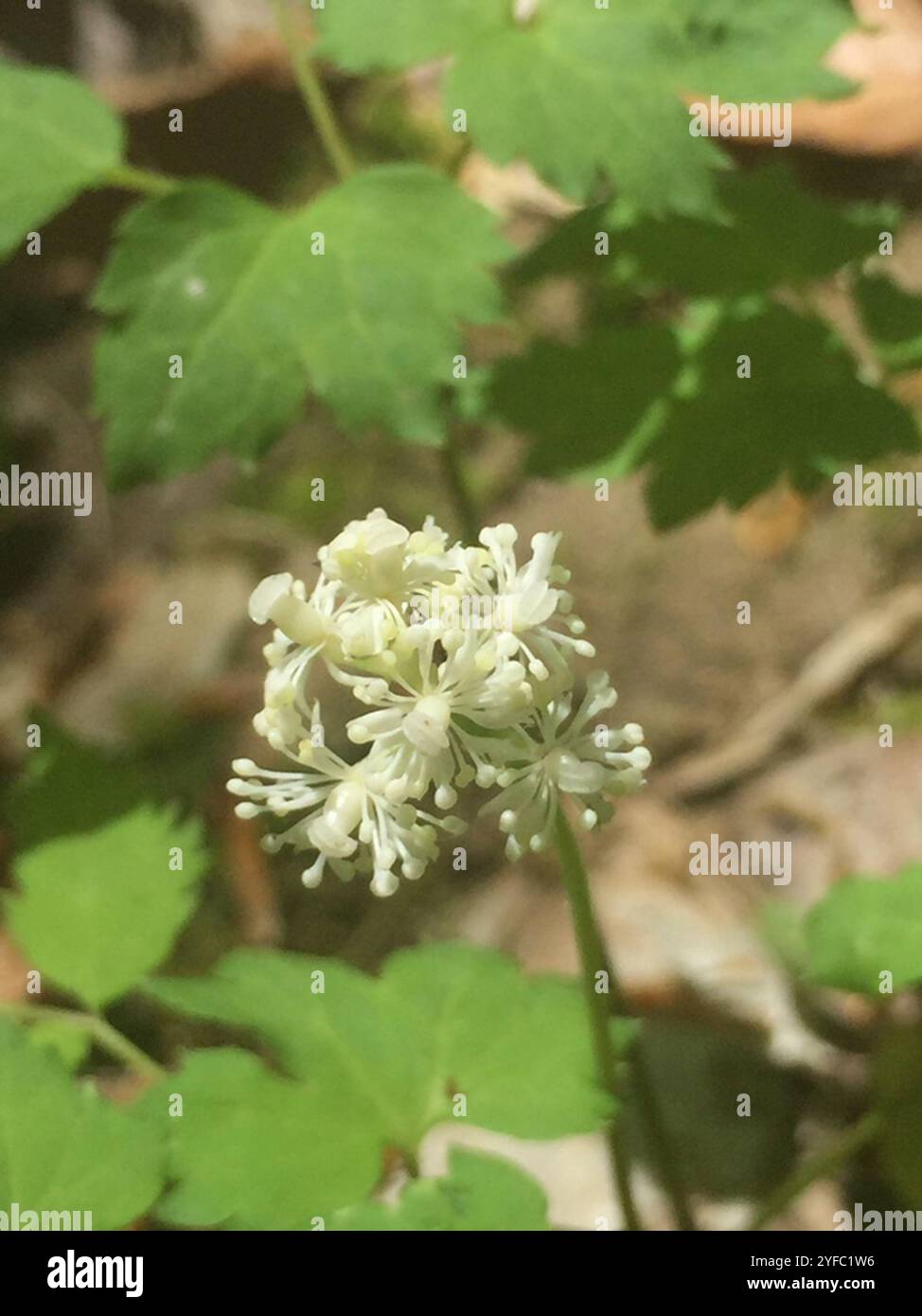 White actaea pachypoda hi-res stock photography and images - Alamy
