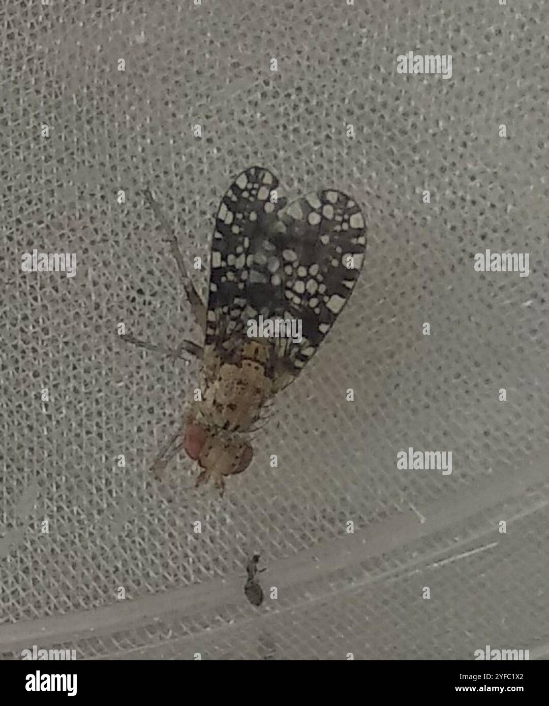 Spotted Marsh Fly (Trypetoptera punctulata Stock Photo - Alamy