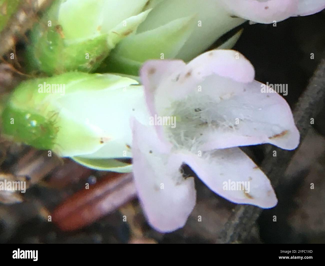 trailing arbutus (Epigaea repens Stock Photo - Alamy