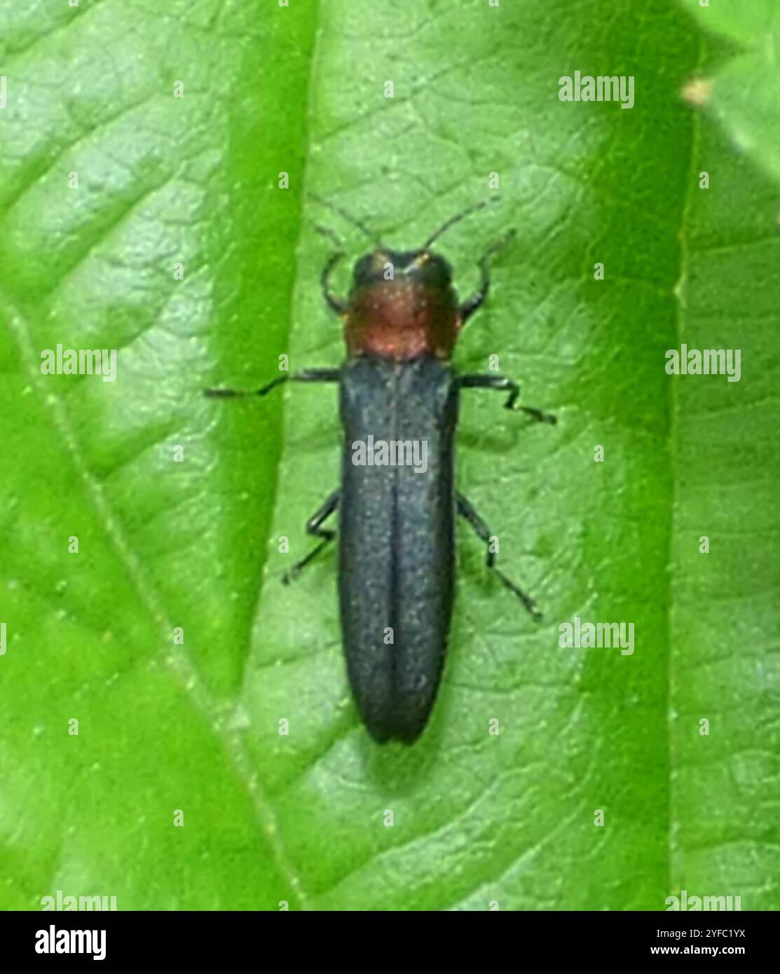 Red-necked Cane Borer Beetle (Agrilus ruficollis Stock Photo - Alamy