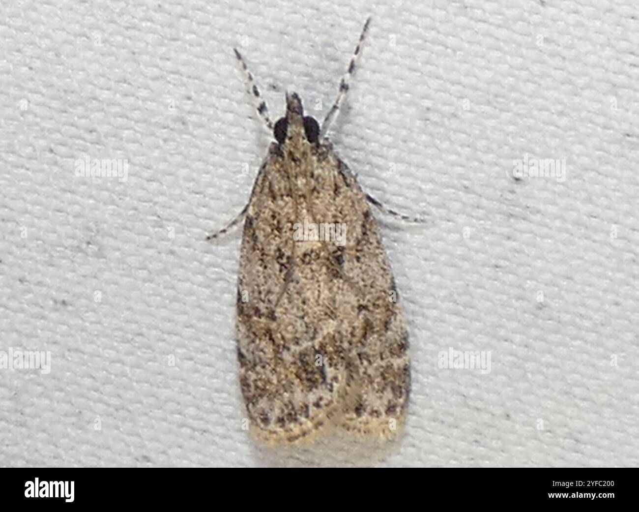 Double-striped Scoparia Moth (Scoparia biplagialis Stock Photo - Alamy
