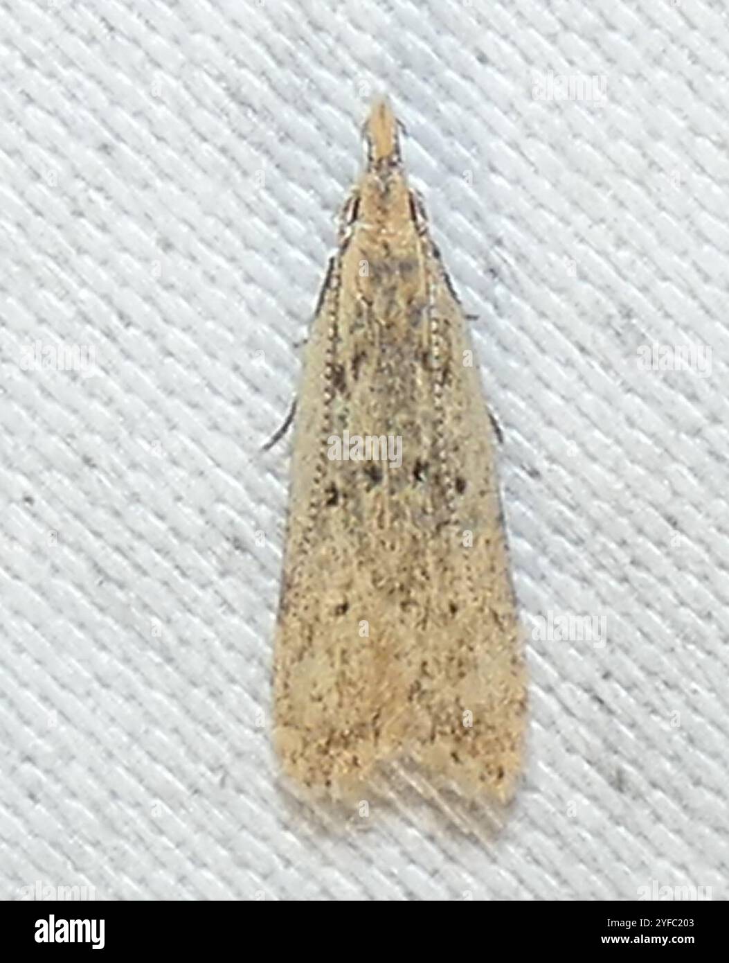 Many-spotted Dichomeris Moth (Dichomeris punctipennella Stock Photo - Alamy