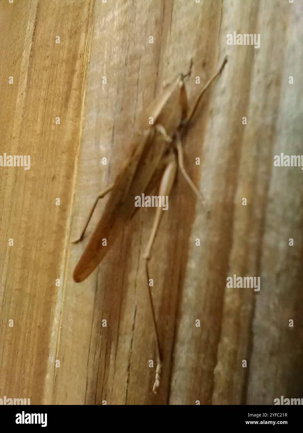 Broad-tipped Conehead (Neoconocephalus triops Stock Photo - Alamy