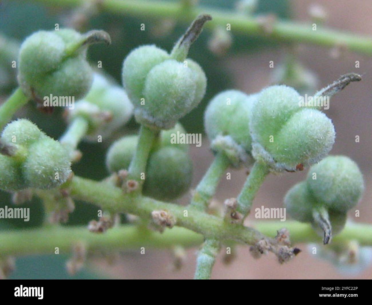 Pappea capensis hi-res stock photography and images - Alamy