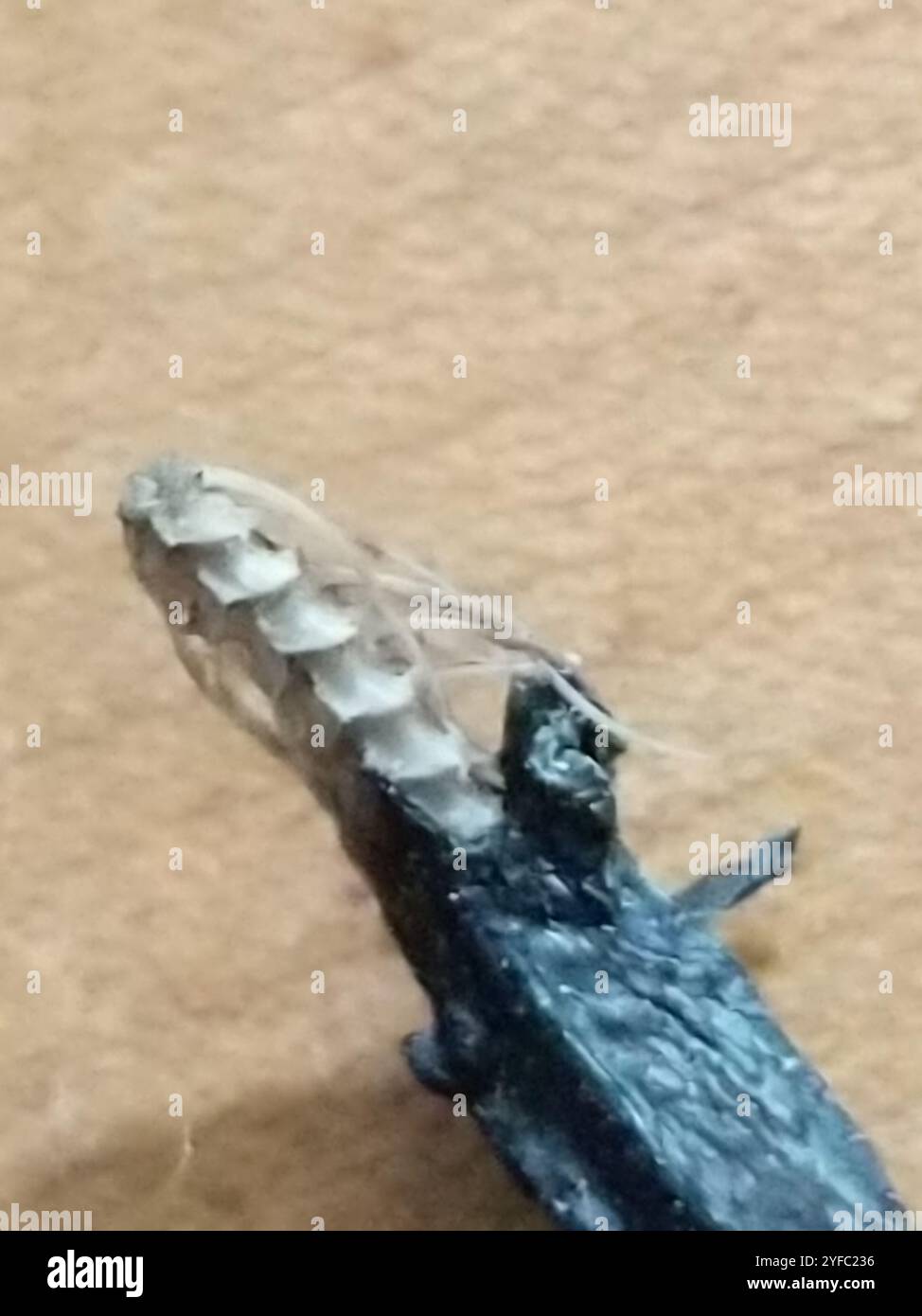 Colubrid Snakes (Colubridae Stock Photo - Alamy
