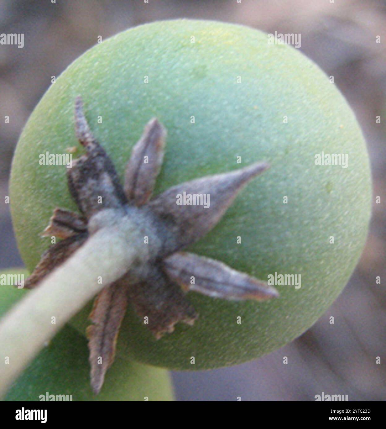 Transvaal Red Milkwood (Mimusops zeyheri Stock Photo - Alamy