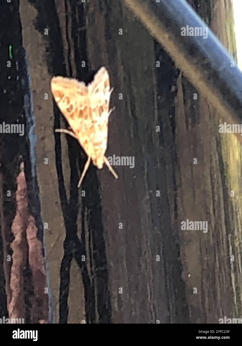 Cabbage Webworm Moth (Hellula rogatalis Stock Photo - Alamy