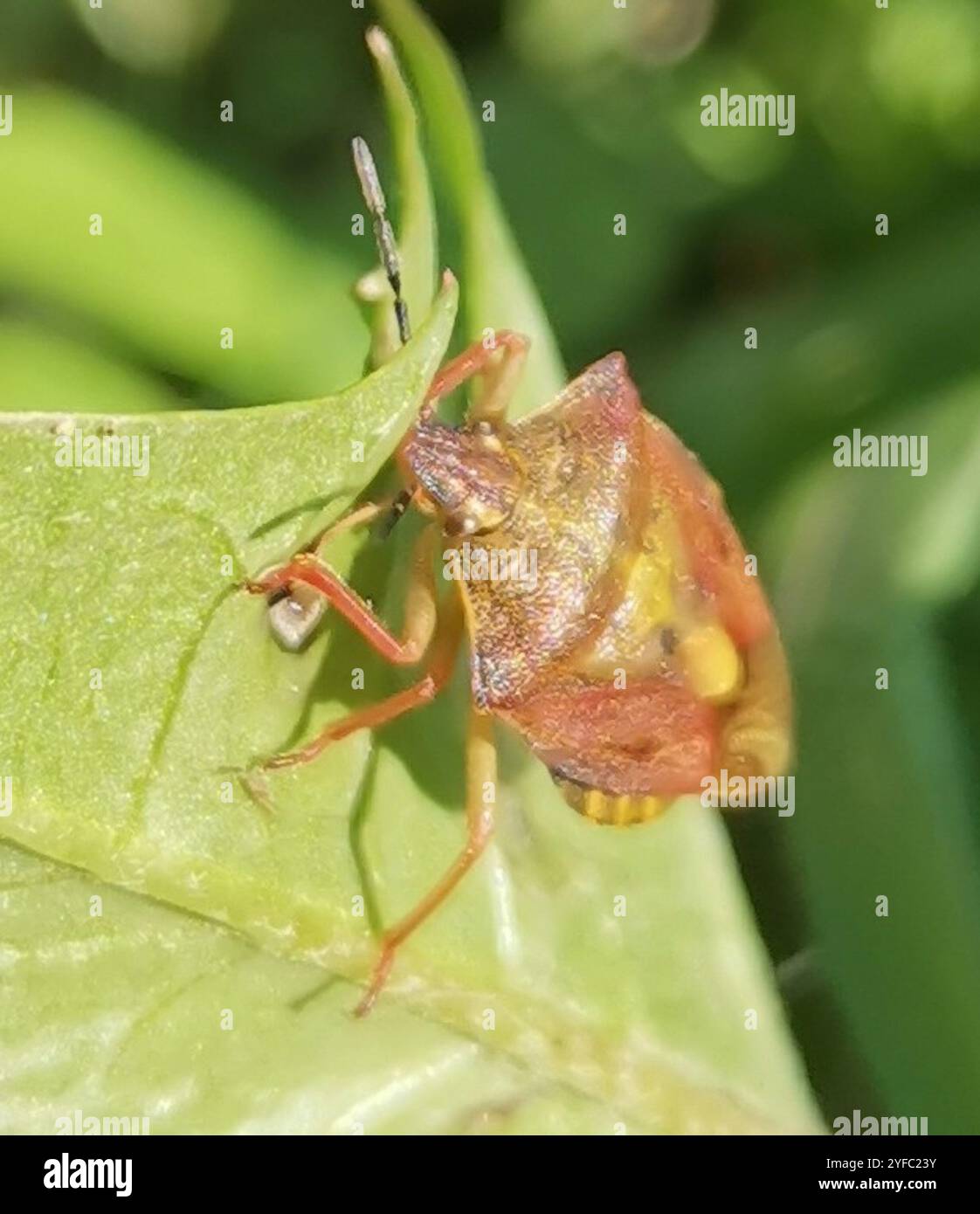 Black shouldered shieldbug hi-res stock photography and images - Alamy