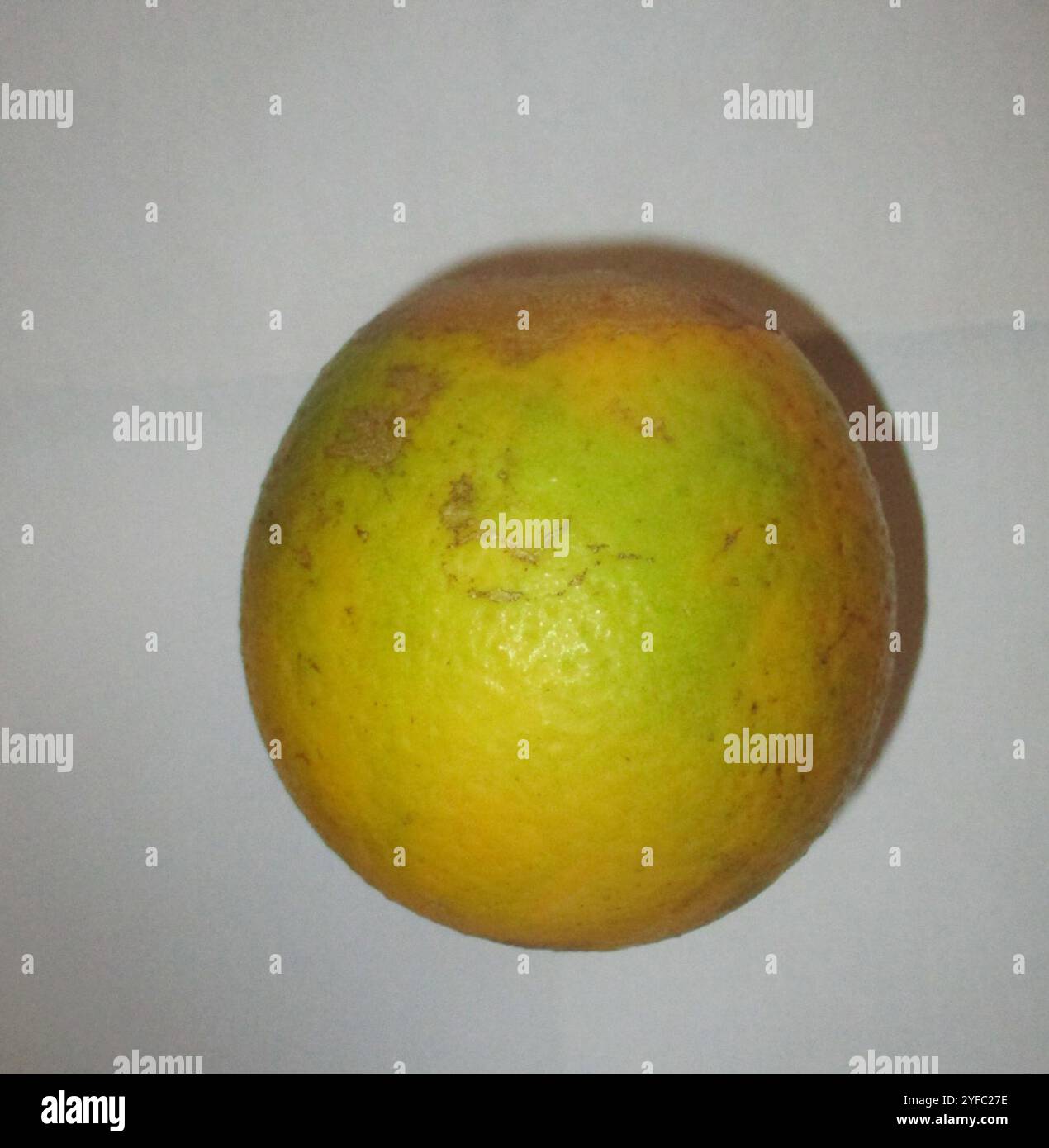 Citrus rust mite phyllocoptruta oleivora hi-res stock photography and ...