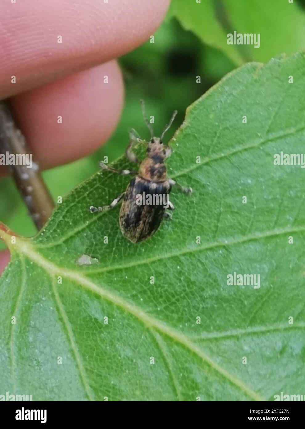 Common Leaf Weevil (Phyllobius pyri Stock Photo - Alamy