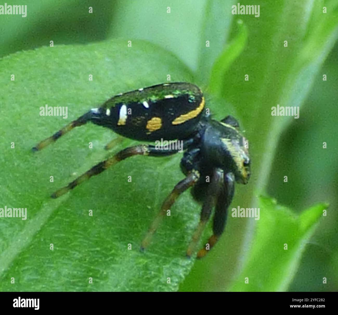 Golden jumping spider paraphidippus aurantius hi-res stock photography ...