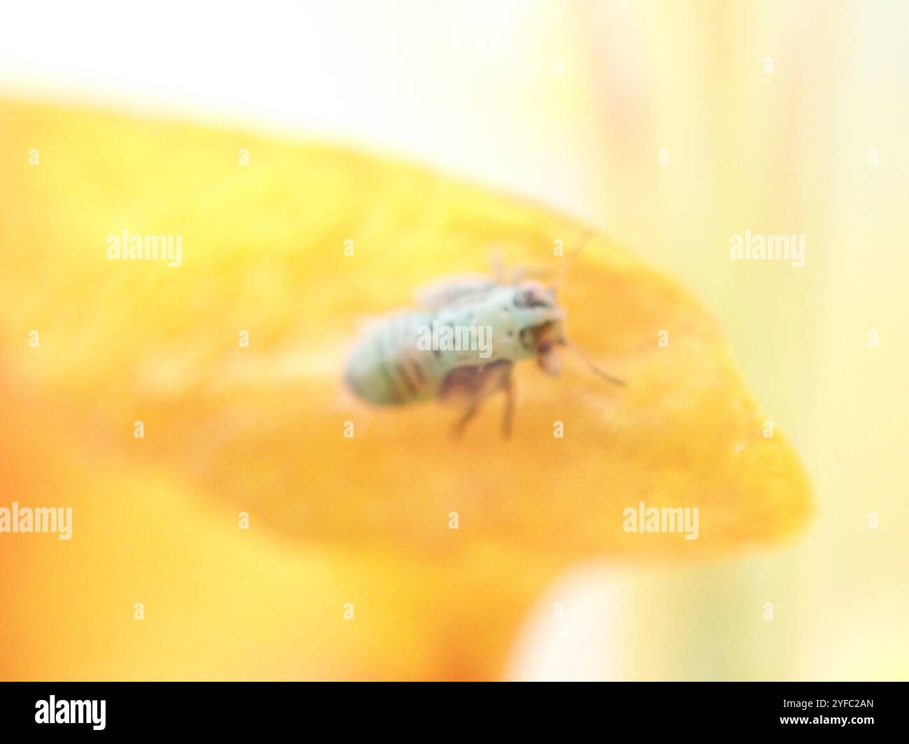 jumping plant lice (Psyllidae Stock Photo - Alamy jumping plant lice (Psyllidae Stock Photo - Alamy