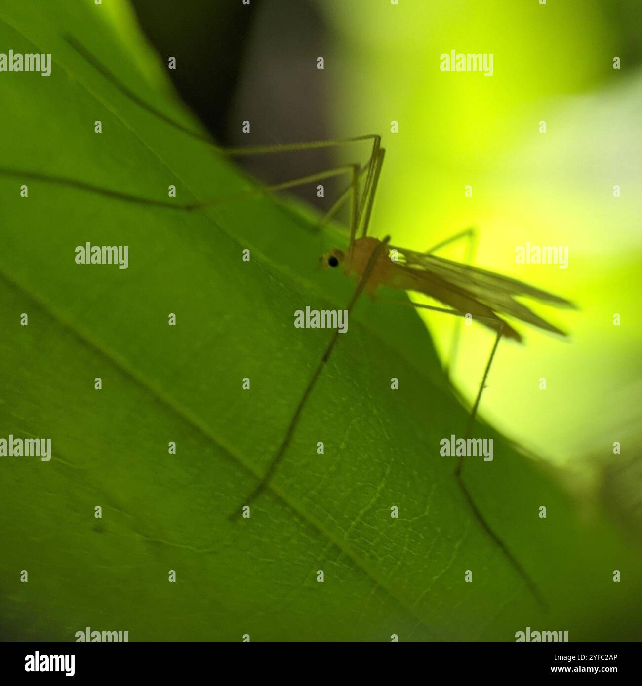 Typical Crane Flies (Tipuloidea Stock Photo - Alamy