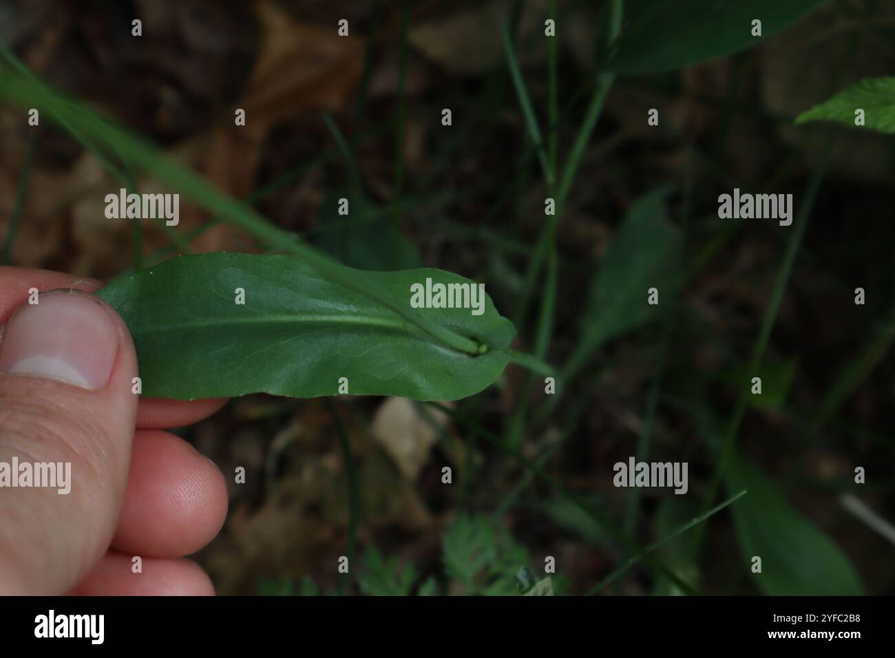 Two-flower Dwarf-dandelion (Krigia biflora Stock Photo - Alamy
