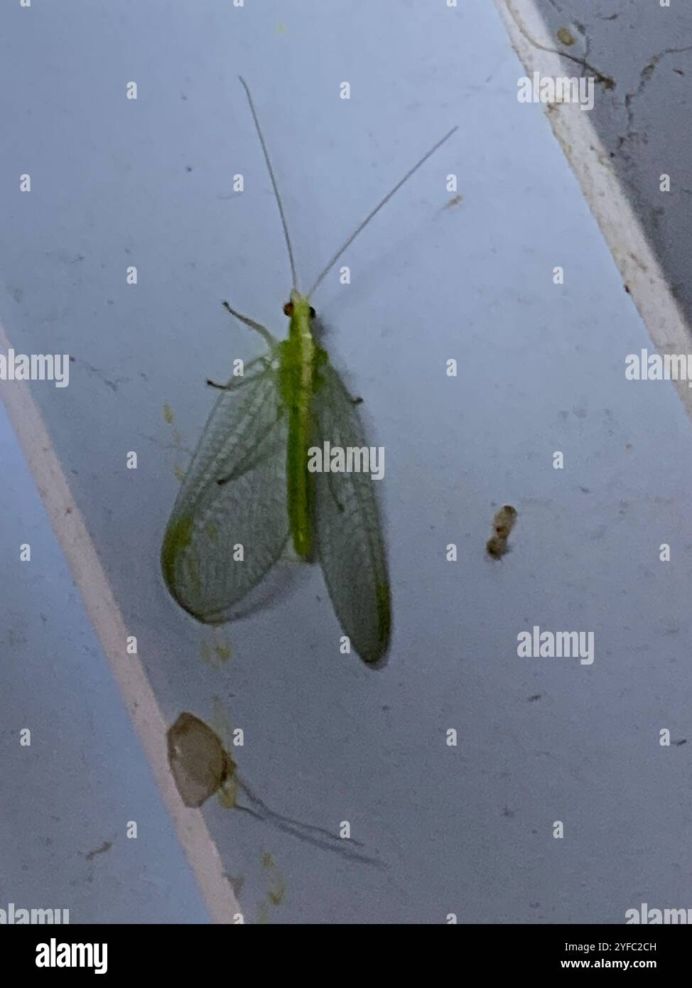 common green lacewings (Chrysoperla Stock Photo - Alamy