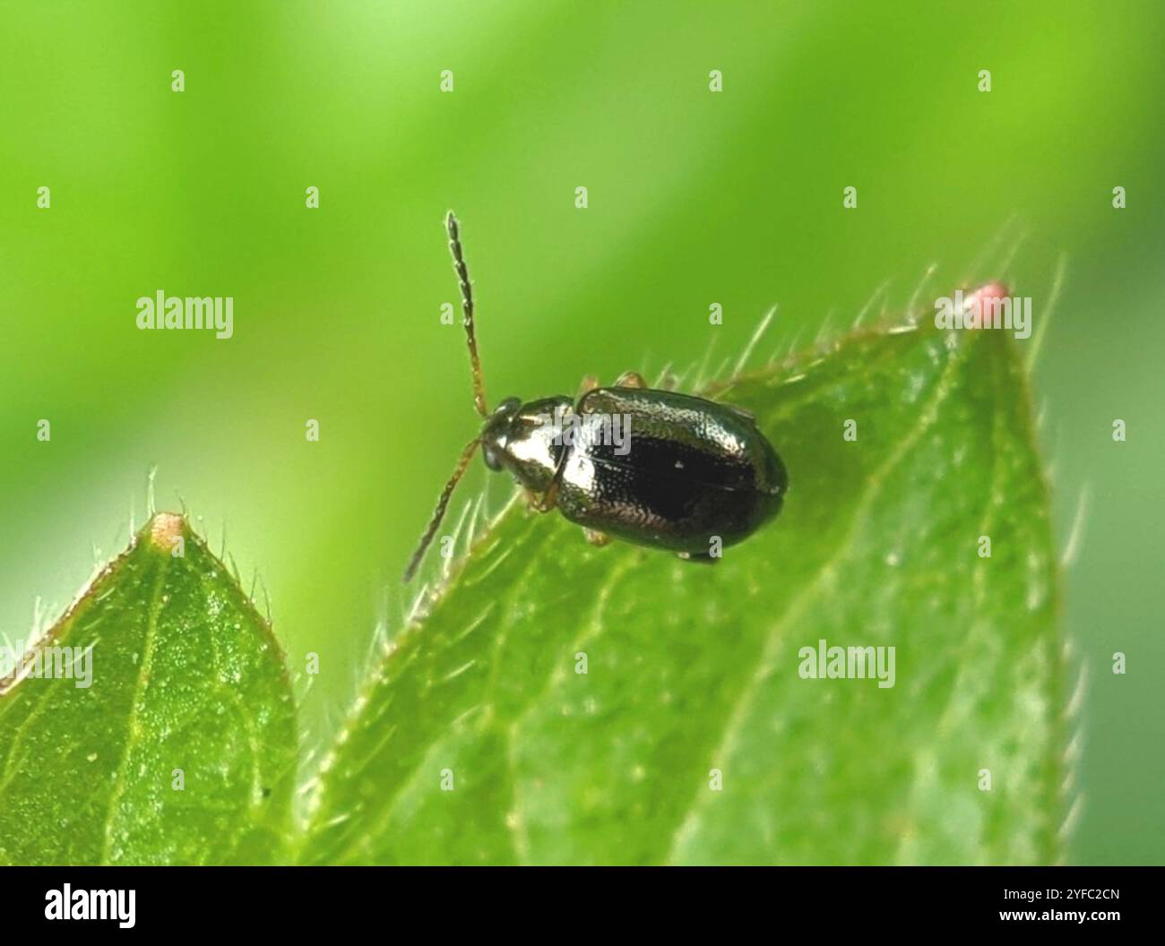 Flea Beetles (Alticini Stock Photo - Alamy
