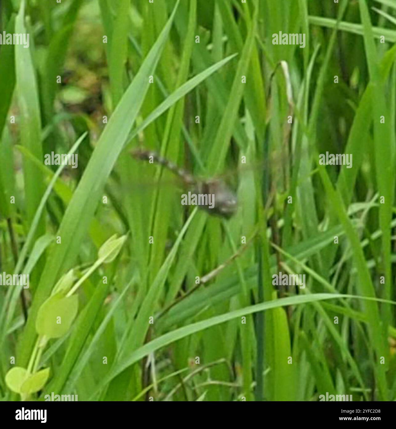 Stream Cruiser (Didymops transversa Stock Photo - Alamy