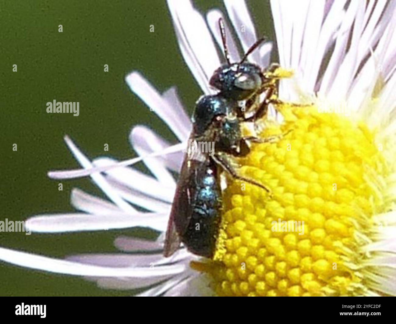 Small Carpenter Bees (Ceratina Stock Photo - Alamy