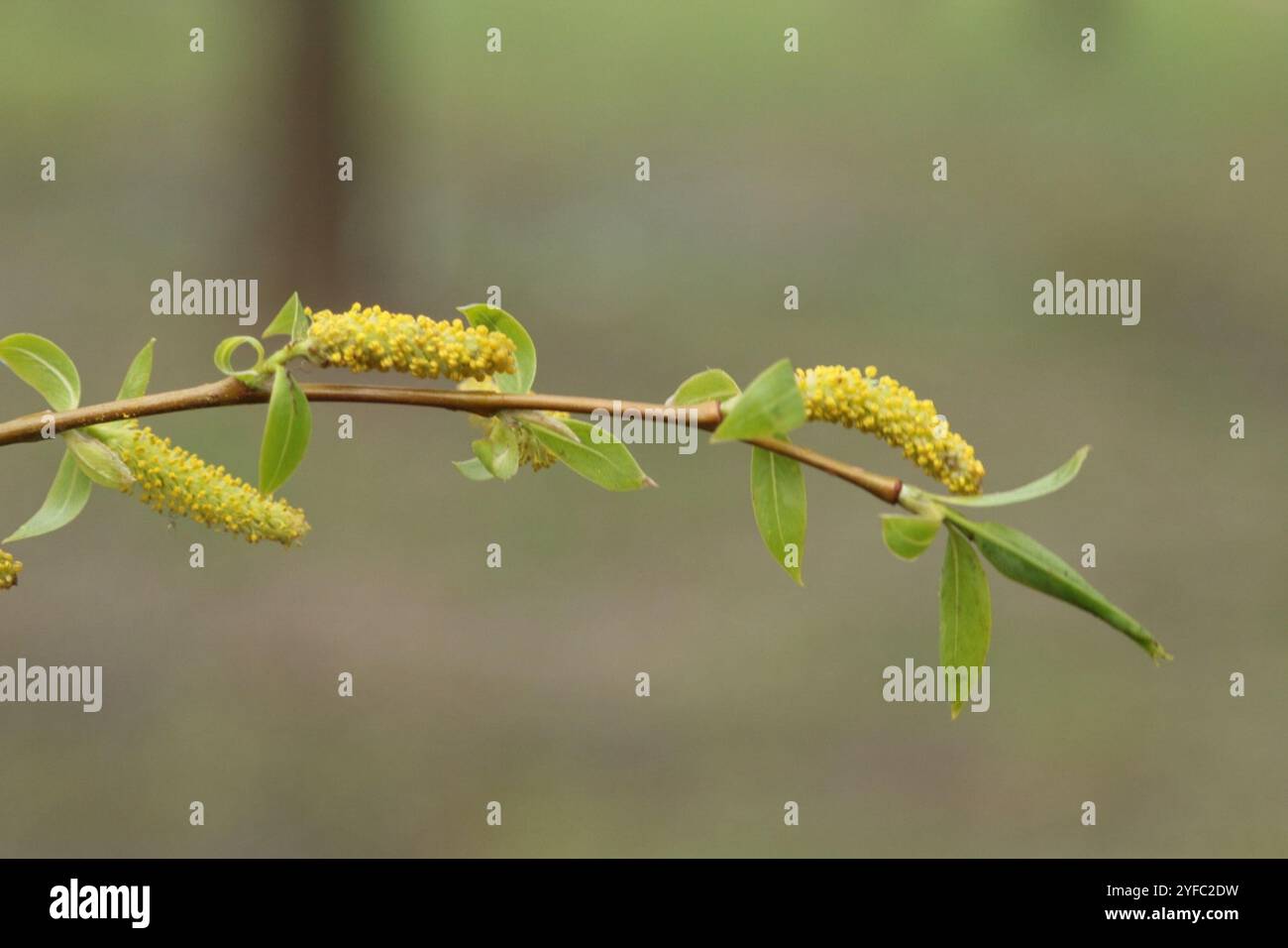 hybrid crack willow (Salix × fragilis Stock Photo - Alamy