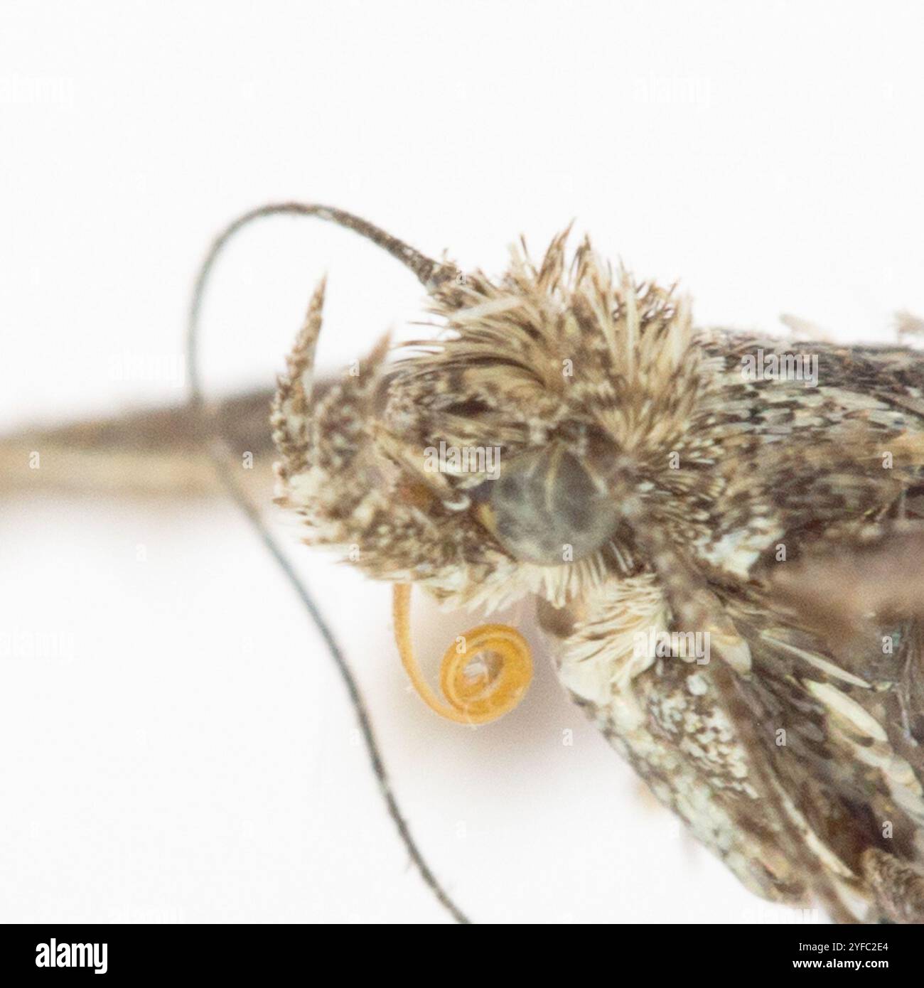 Twirler Moths (Gelechiidae Stock Photo - Alamy