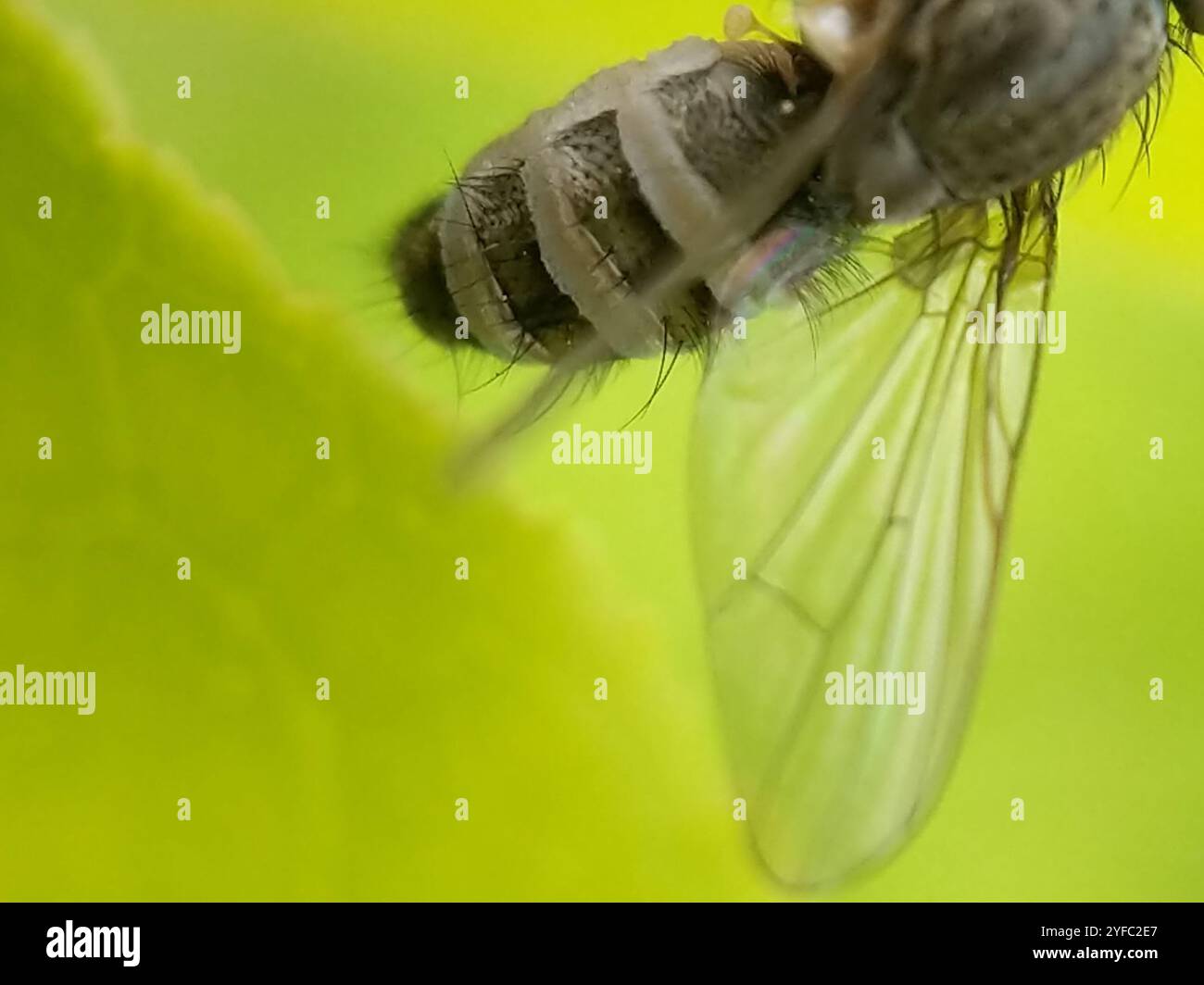 Entomophthora muscae entomophthora muscae hi-res stock photography and ...