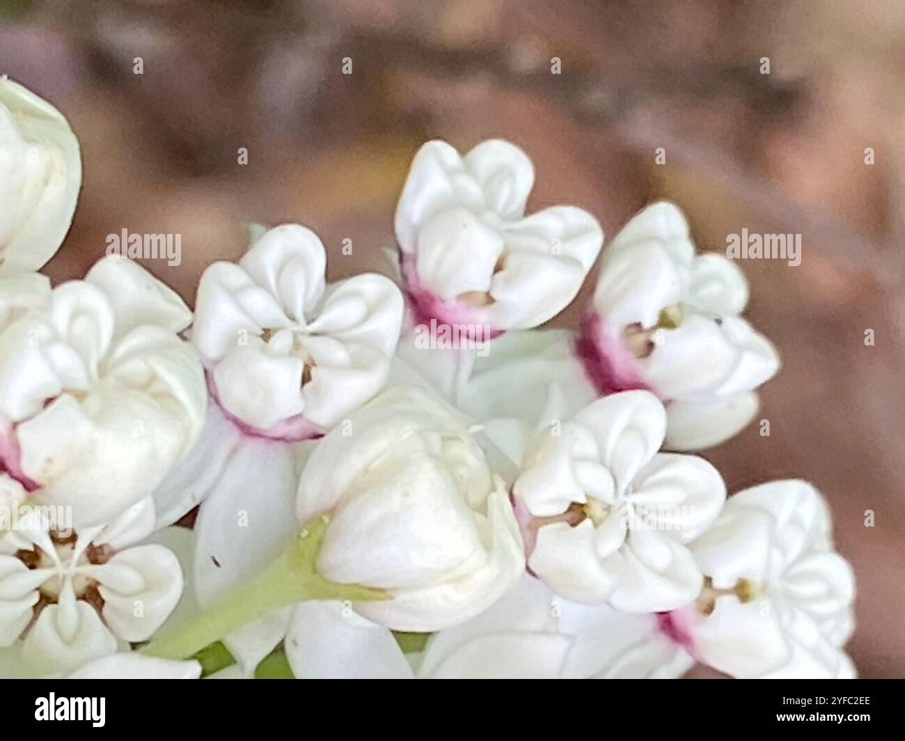 redring milkweed (Asclepias variegata Stock Photo - Alamy
