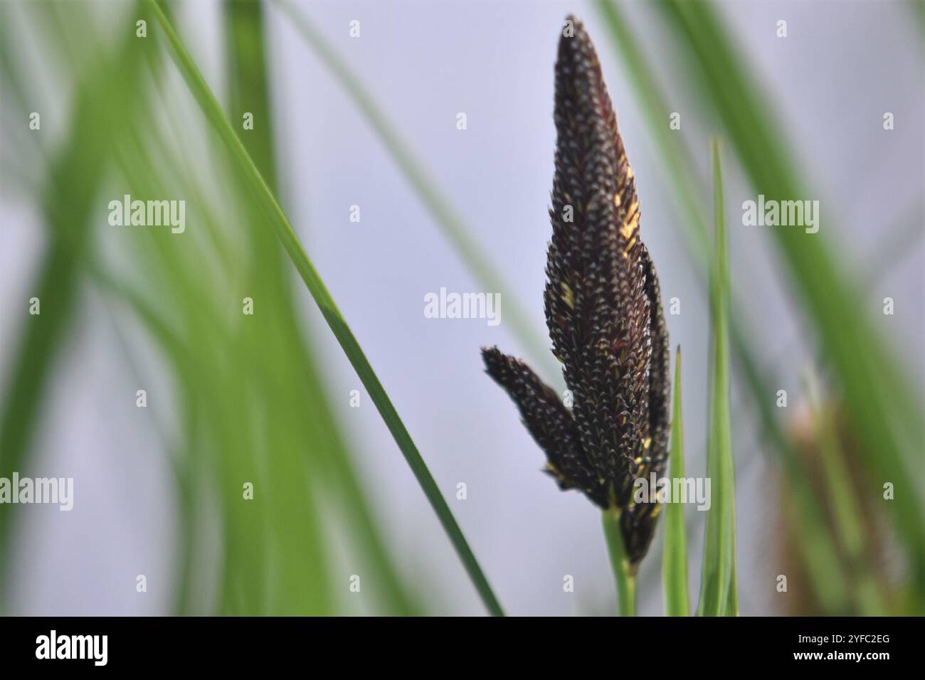 water sedge (Carex aquatilis Stock Photo - Alamy