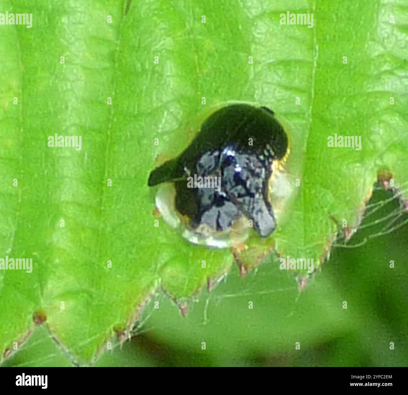 Mottled Tortoise Beetle (Deloyala guttata Stock Photo - Alamy