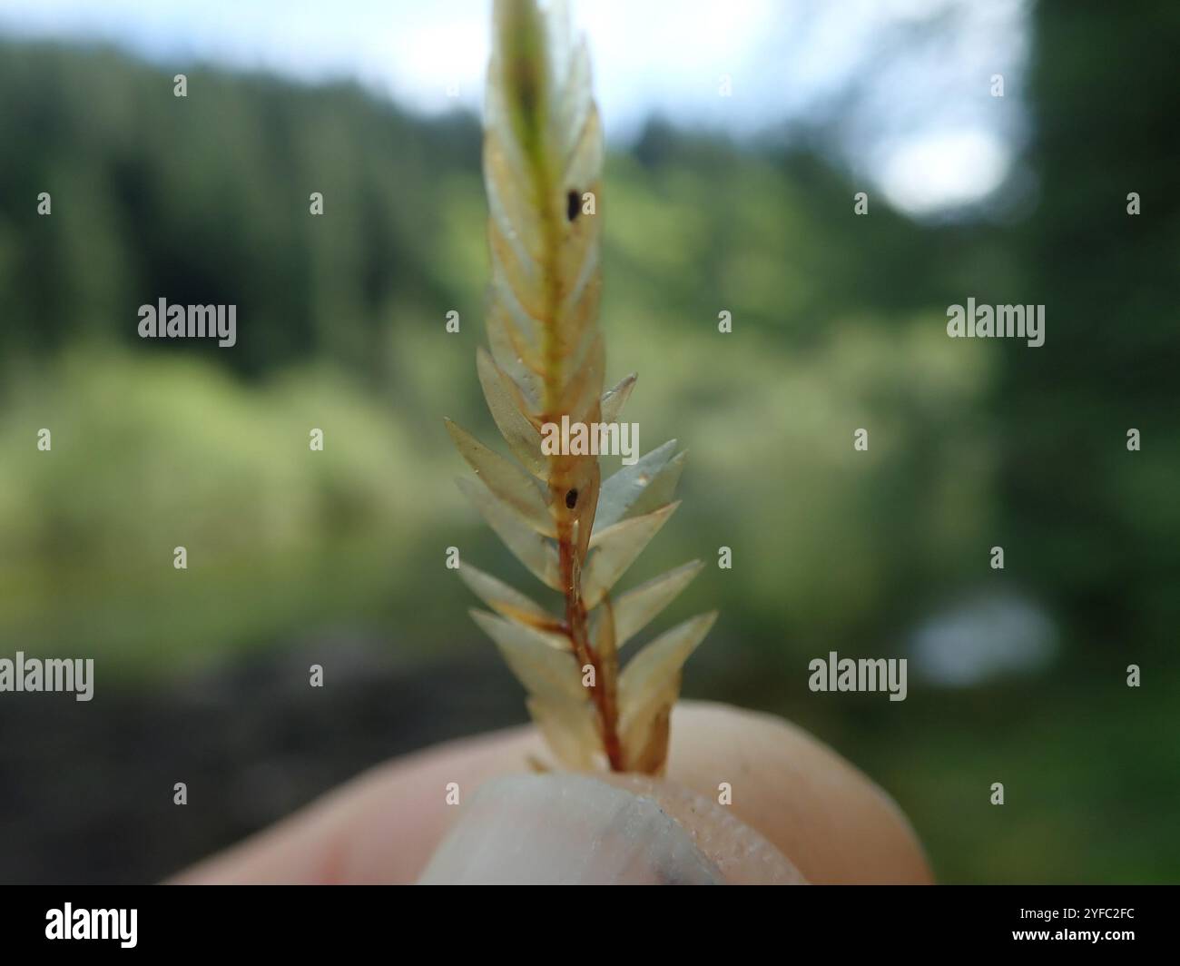 Fontinalis antipyretica willow moss hi-res stock photography and images ...