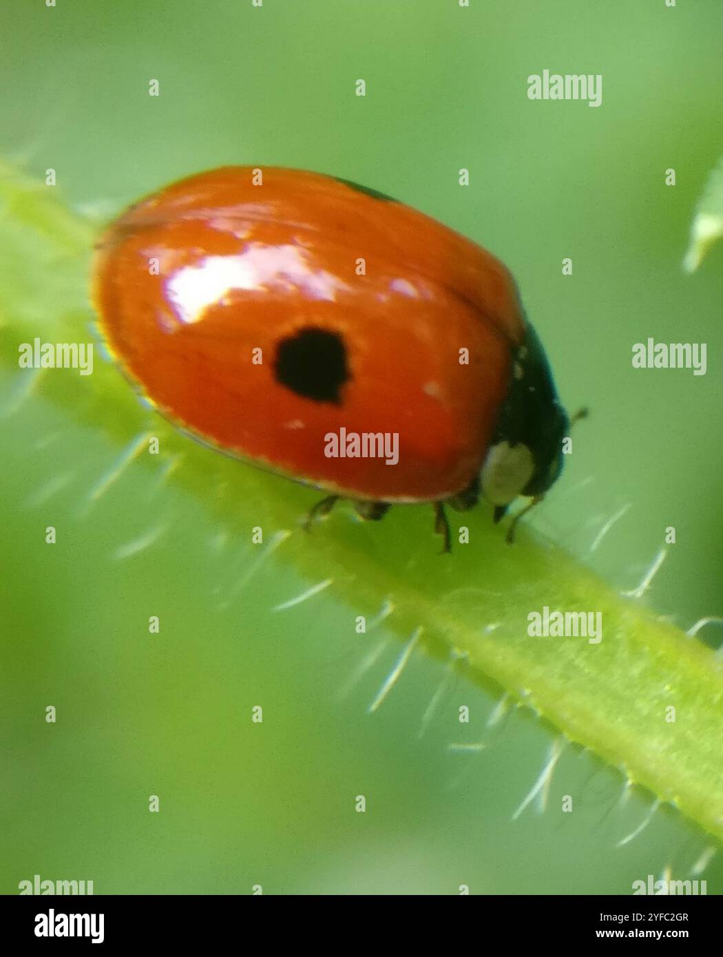 Two-spotted Lady Beetle (Adalia bipunctata Stock Photo - Alamy