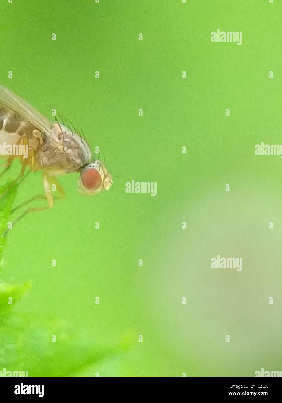 Scaptomyza hi-res stock photography and images - Alamy