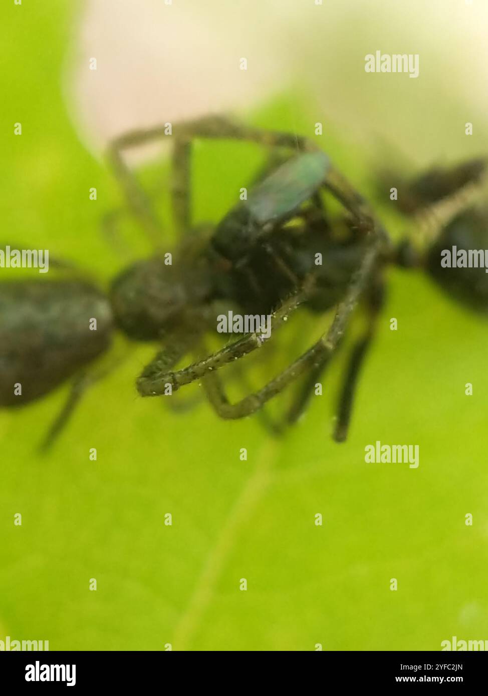 Freeloader Flies (Milichiidae Stock Photo - Alamy