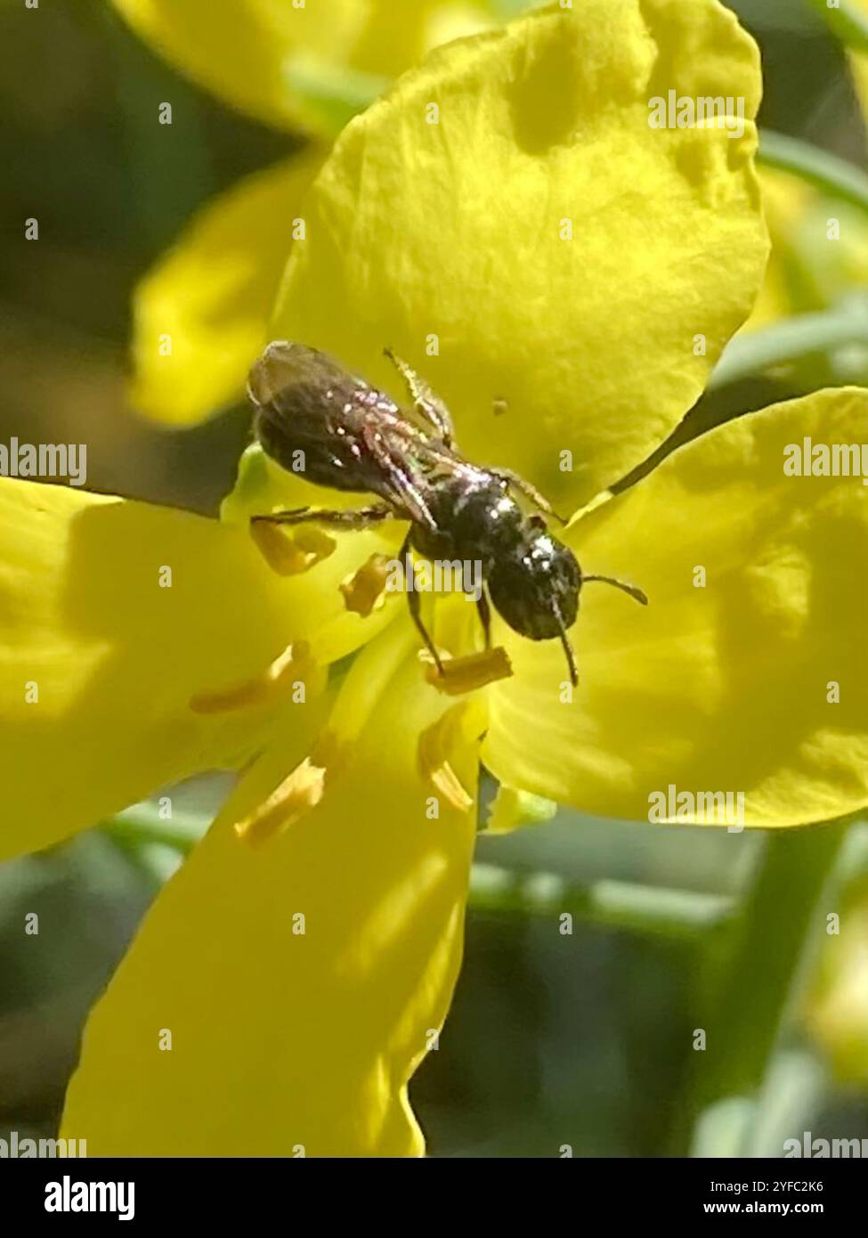 Small Carpenter Bees (Ceratina Stock Photo - Alamy