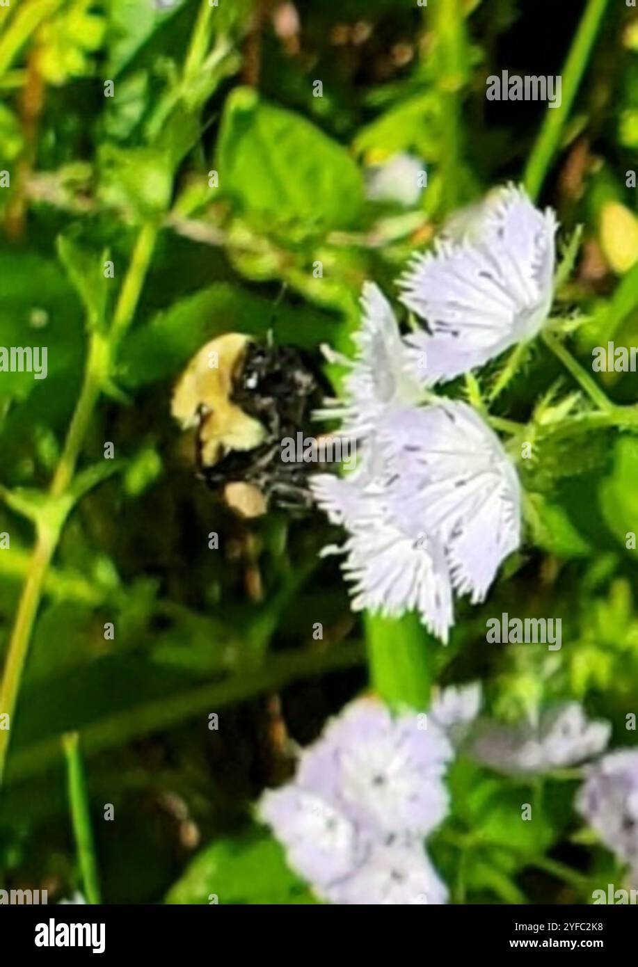 Common Eastern Bumble Bee (Bombus impatiens Stock Photo - Alamy