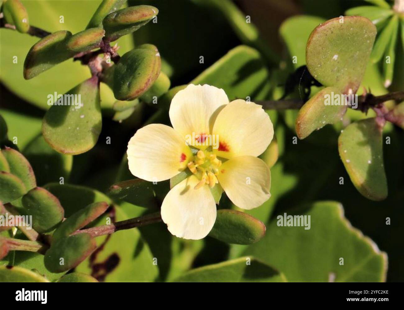 Beach Twinleaf (Roepera maritima Stock Photo - Alamy