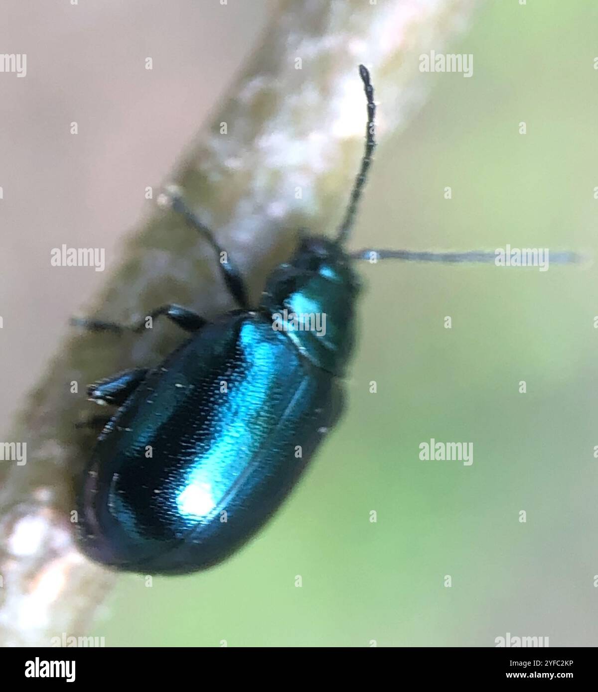 Grape Flea Beetle (Altica chalybea Stock Photo - Alamy