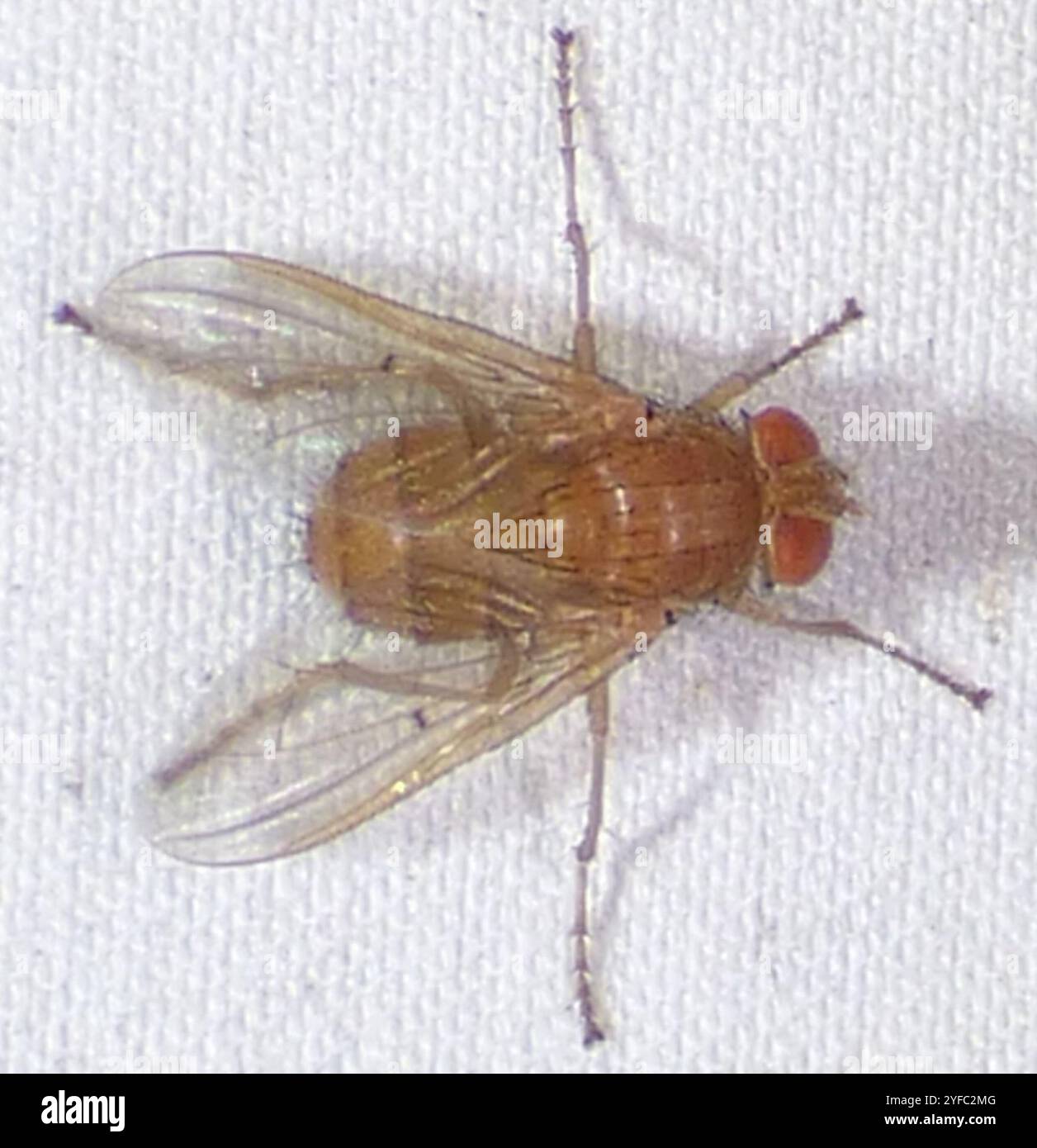 Ormia hi-res stock photography and images - Alamy