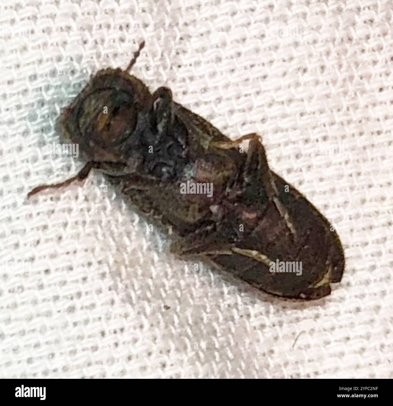 Two-horned Powder-post Beetle (Lichenophanes bicornis Stock Photo - Alamy