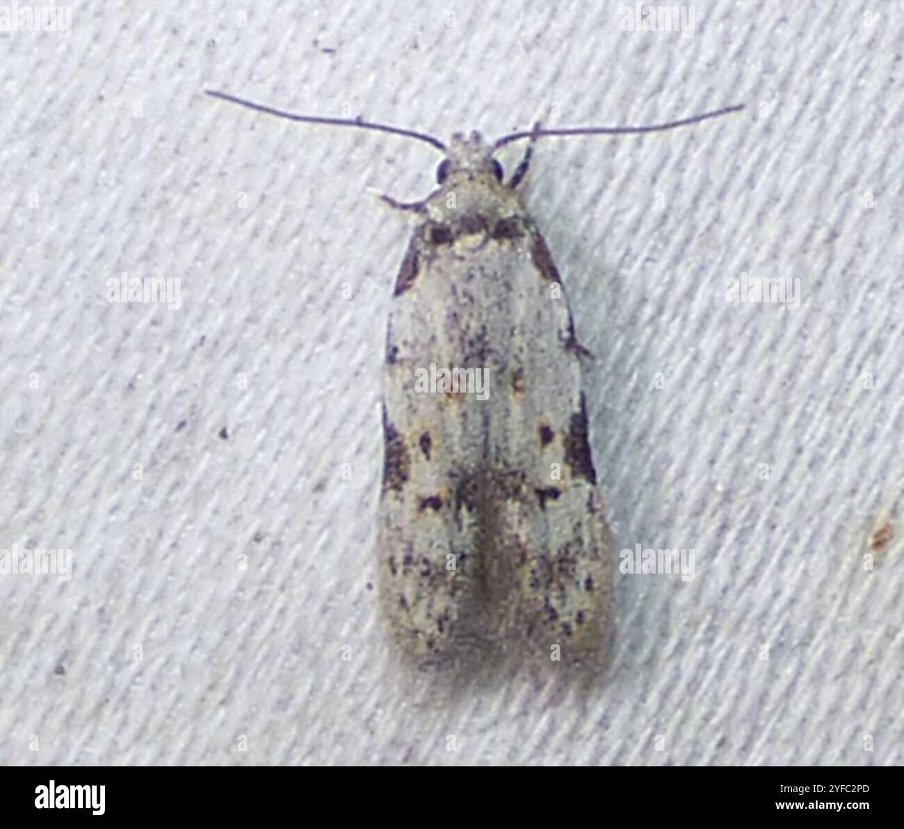 Taygete hi-res stock photography and images - Alamy